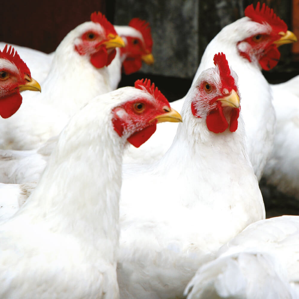 Breeder 1,2,3 | آرینا داروی شمال